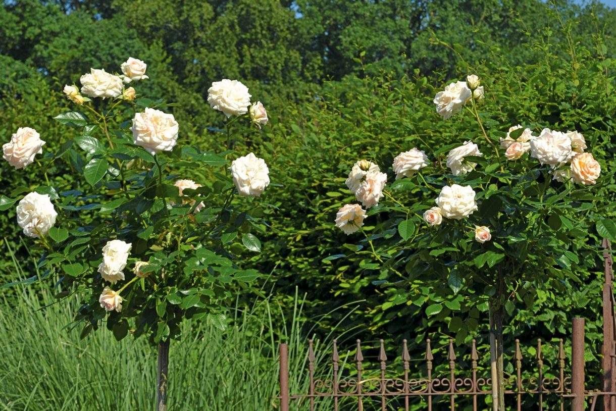 Audienz® – NOACK Rosen