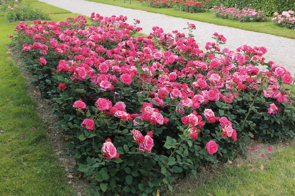 Charisma® – NOACK Rosen