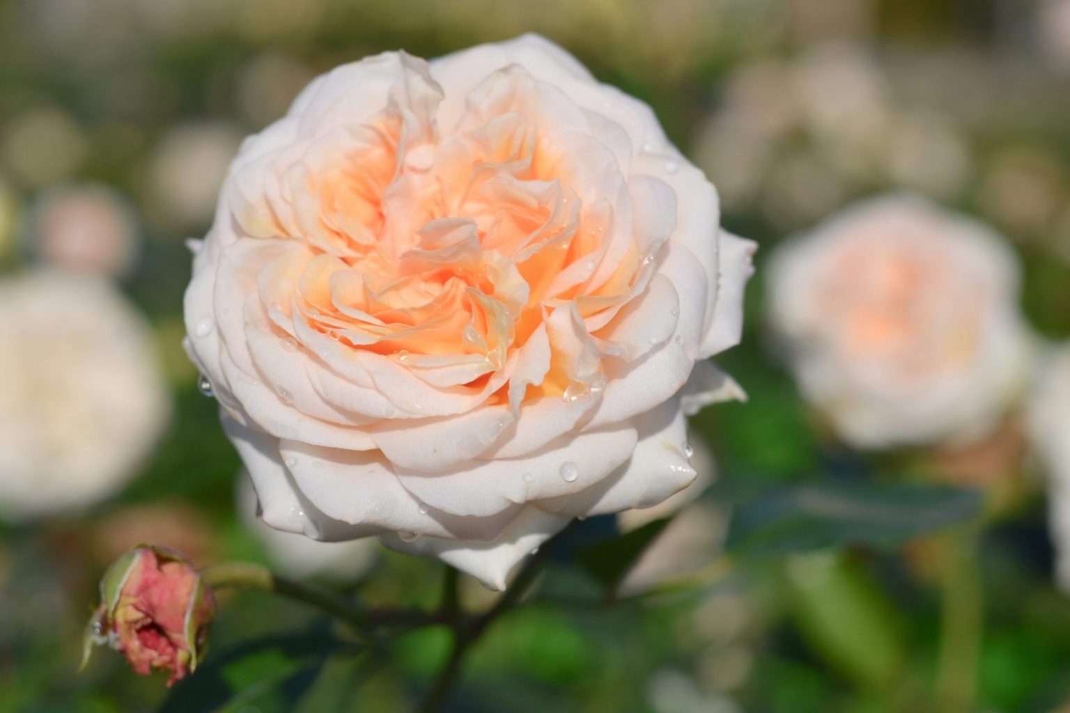 Audienz® – NOACK Rosen