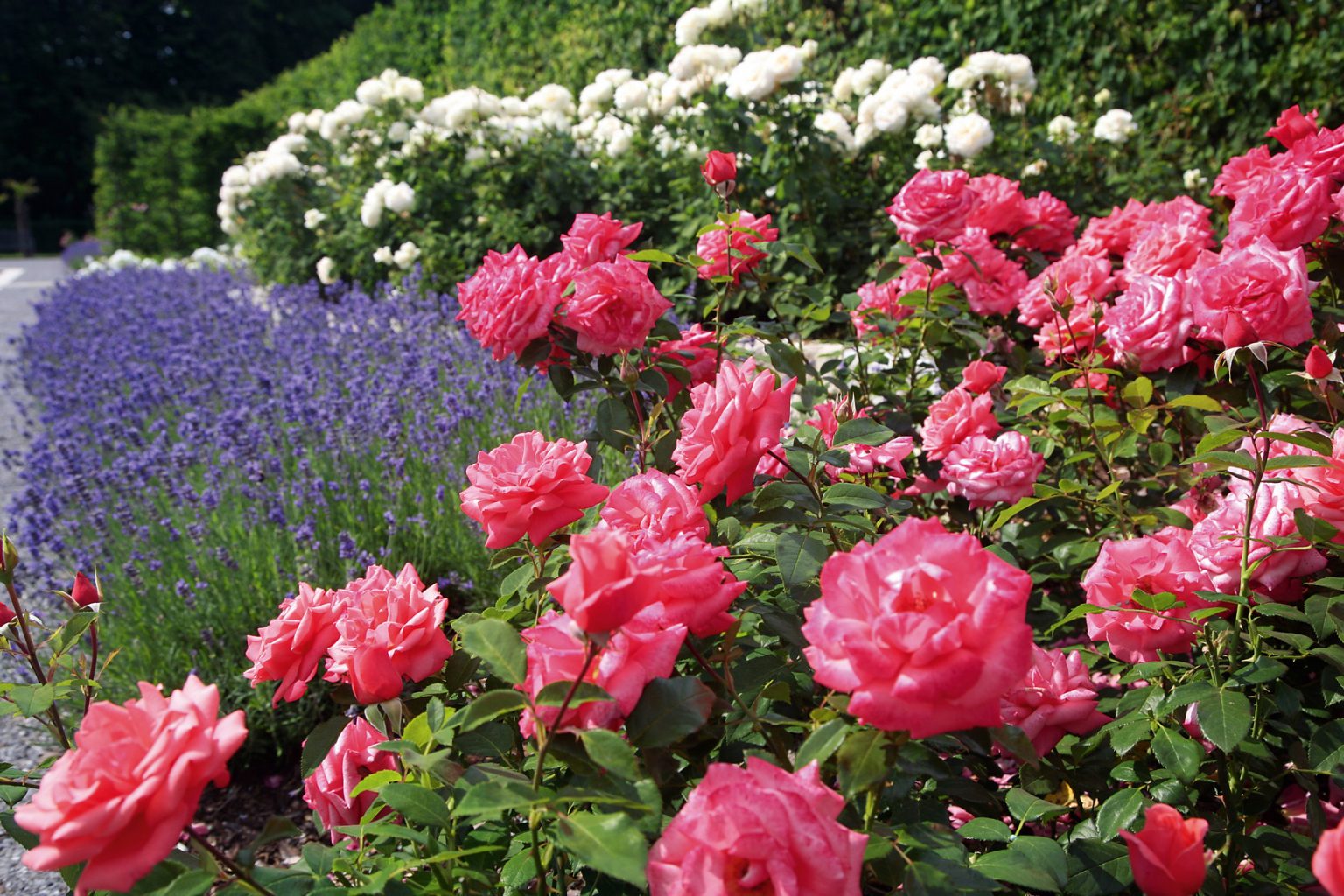 Focus® – NOACK Rosen