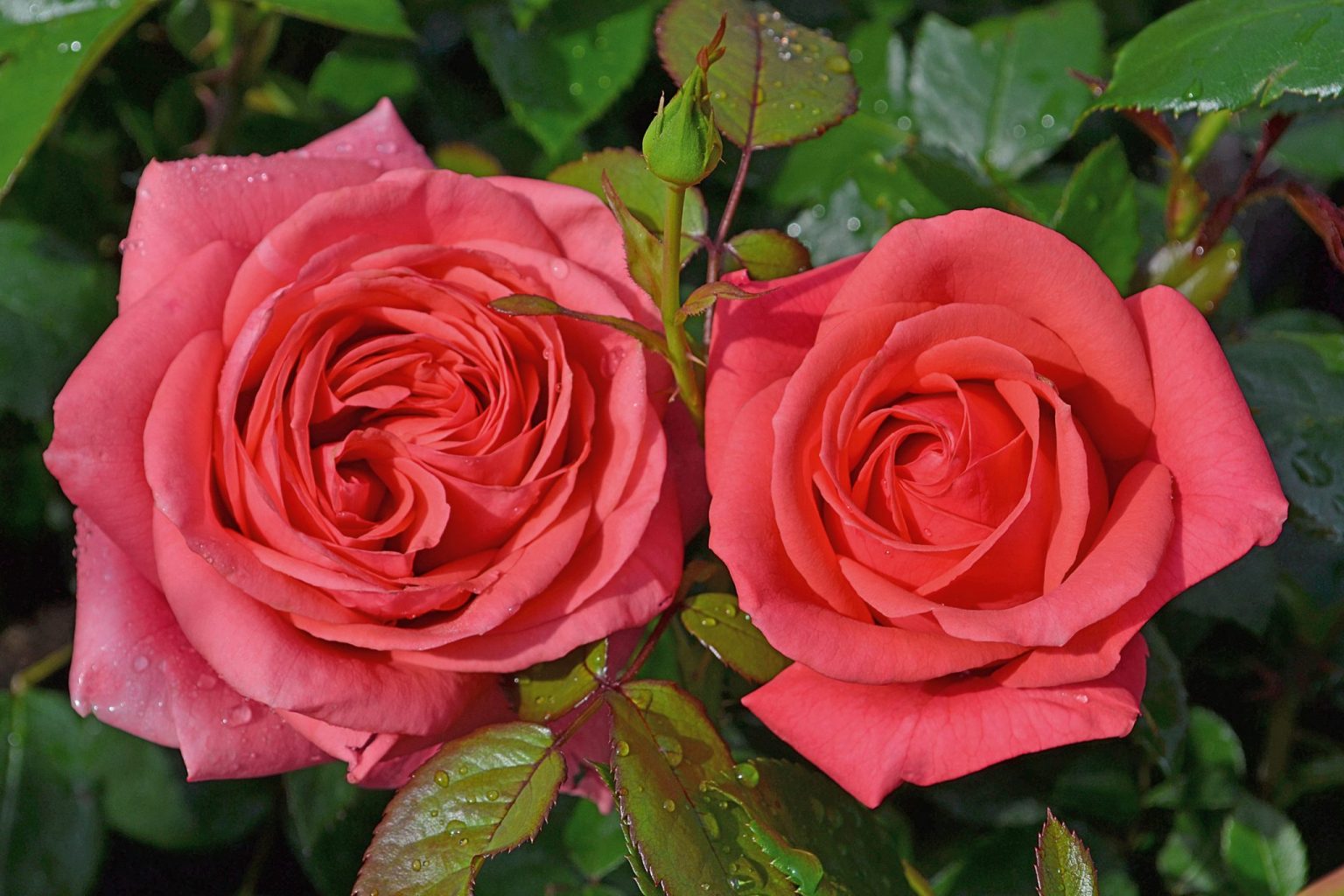 Focus® – NOACK Rosen