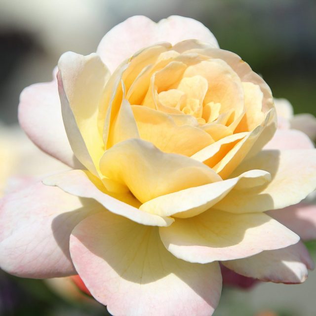 Debüt® – NOACK Rosen