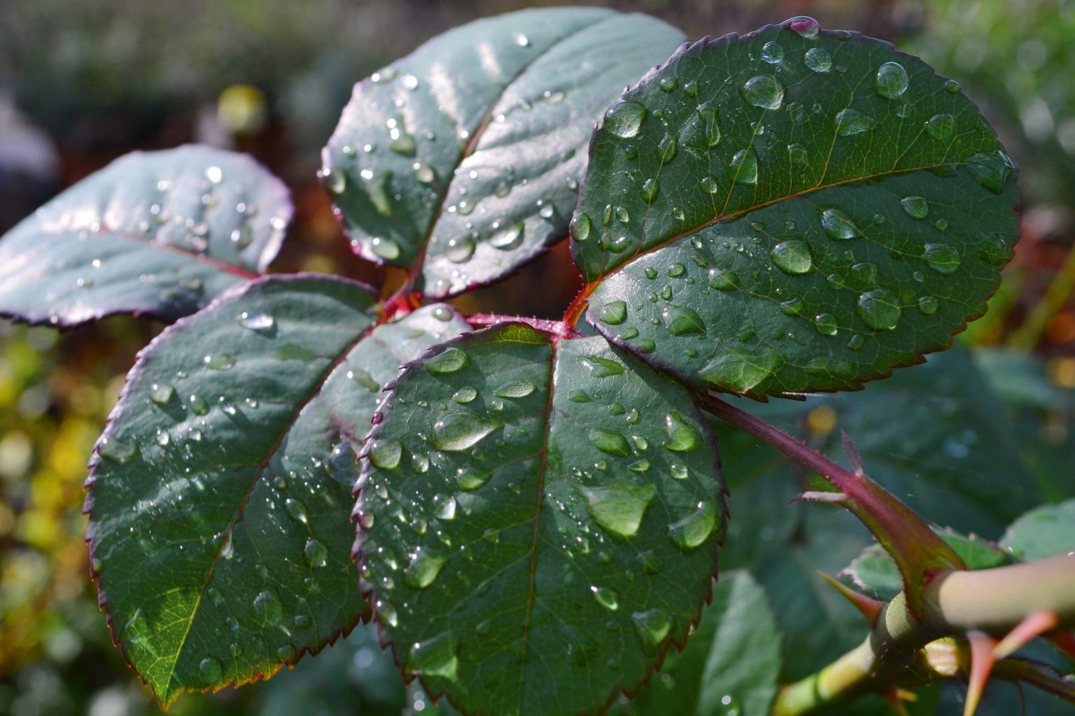 Laudatio® – NOACK Rosen