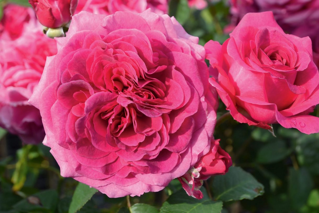 Laudatio® – NOACK Rosen