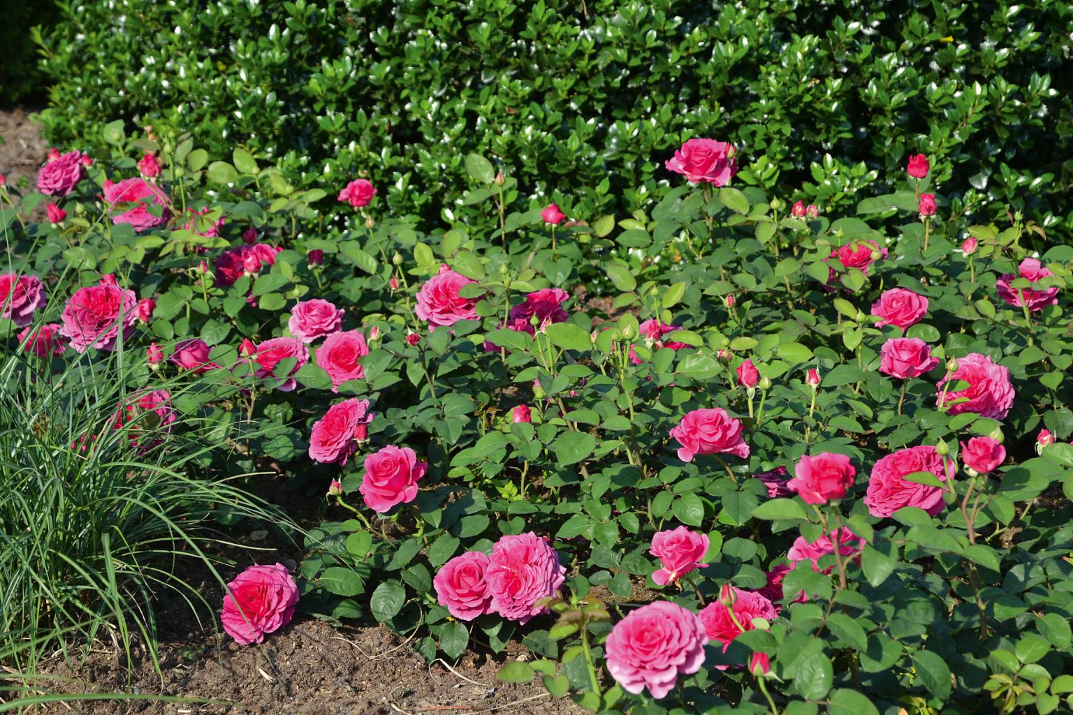 Laudatio® – NOACK Rosen