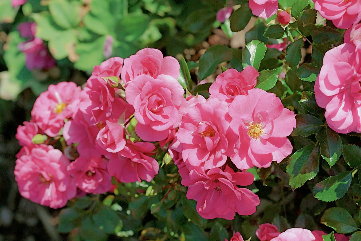 Medley® Pink – NOACK Rosen