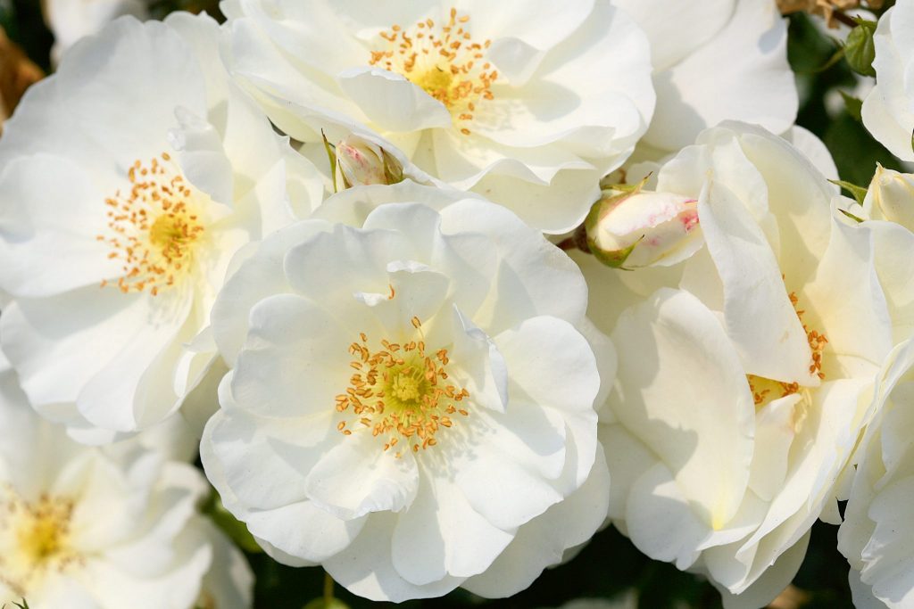 Schneeflocke® – NOACK Rosen