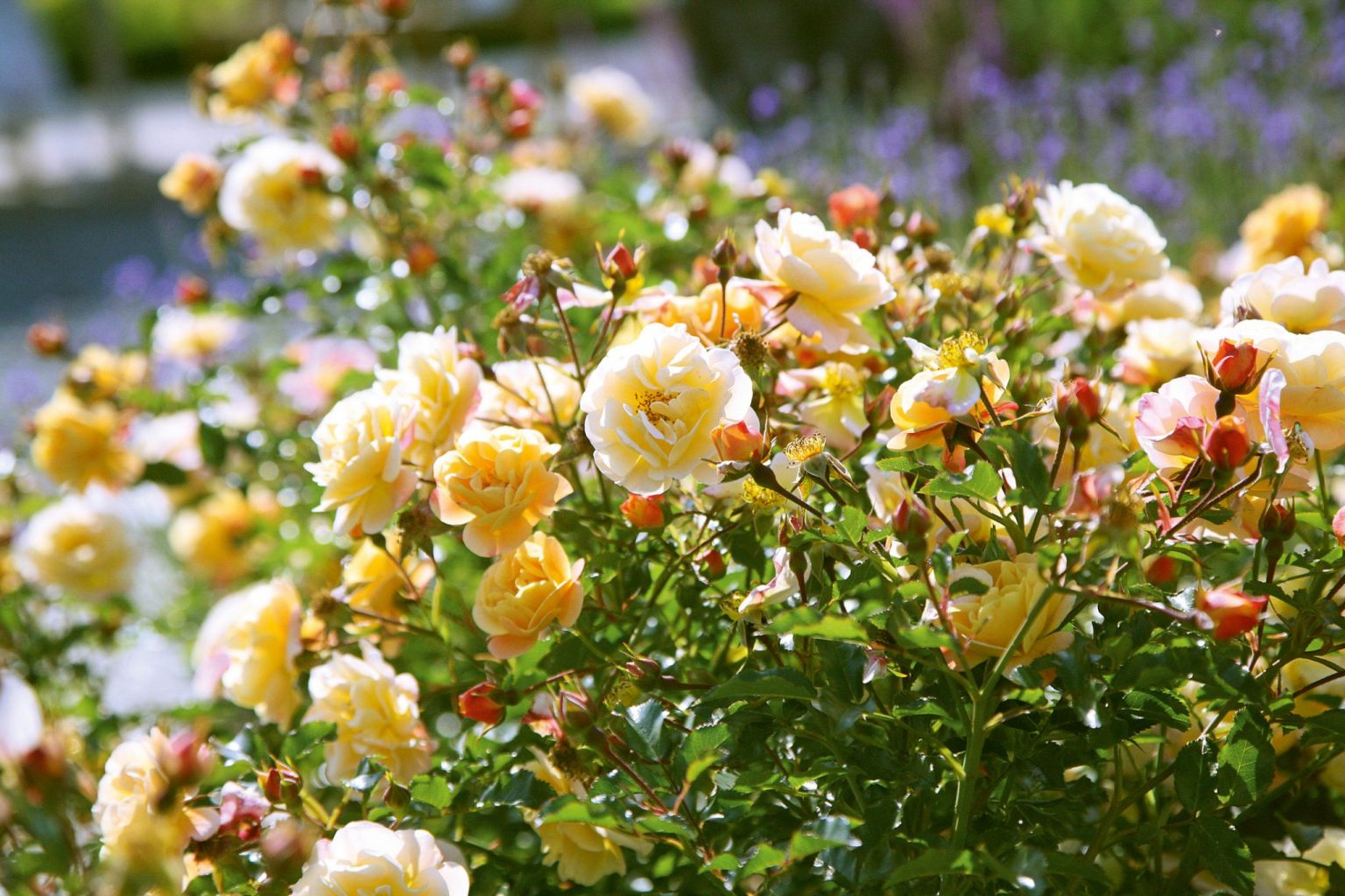 Sedana® – NOACK Rosen