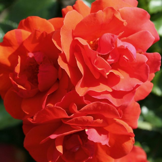 Westzeit® – NOACK Rosen