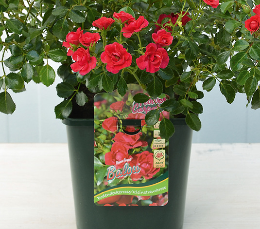 Produktion – NOACK Rosen