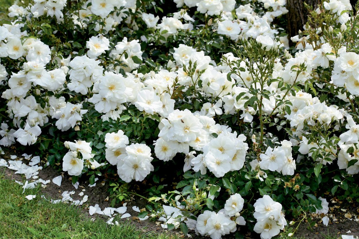 Schneeflocke® – NOACK Rosen