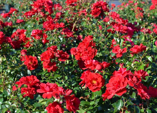 Neuheiten – NOACK Rosen