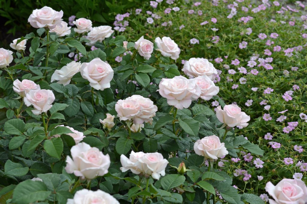 A perfect day® – NOACK Rosen