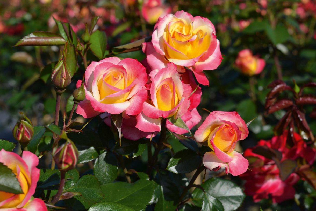 Euphoria® – NOACK Rosen