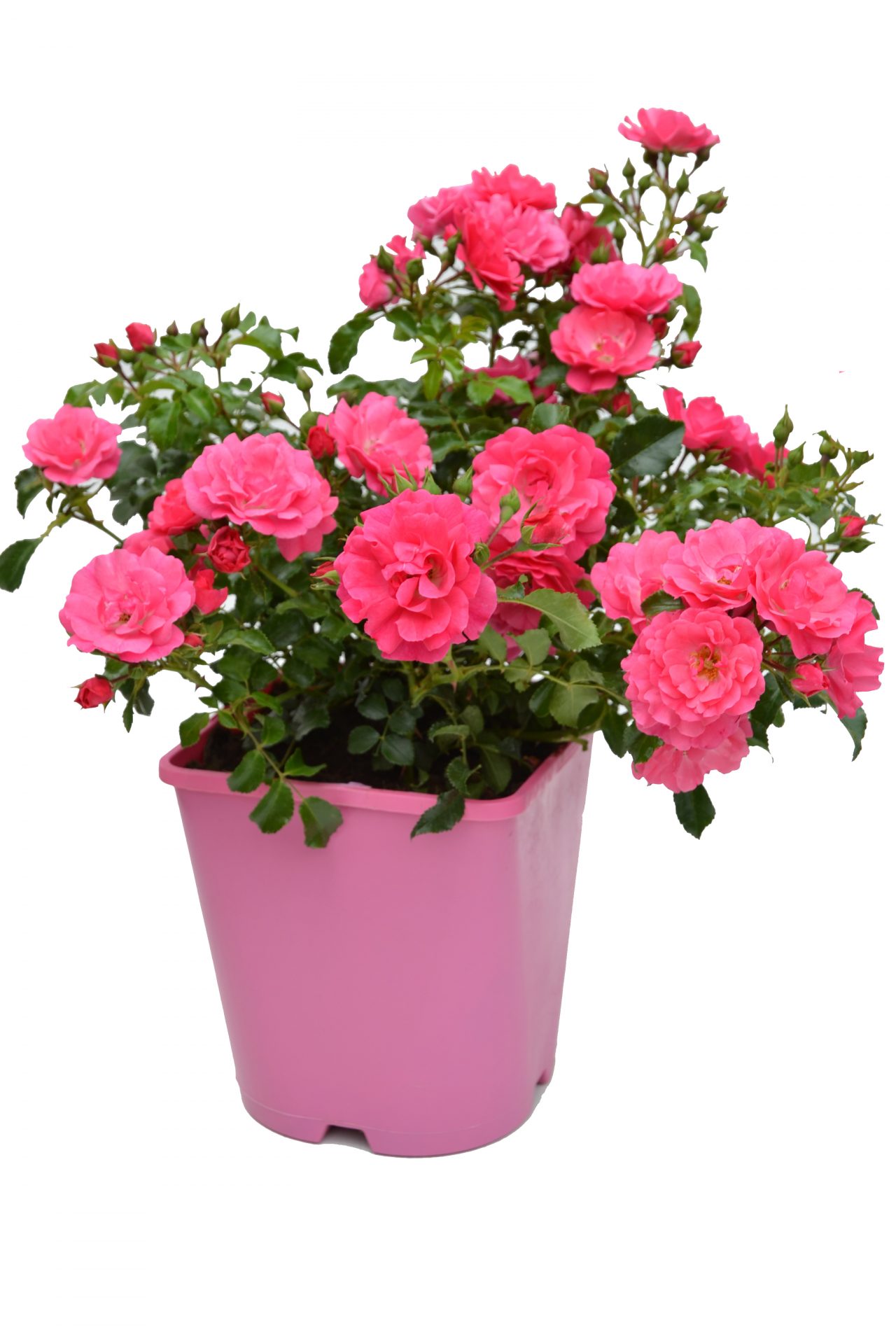 HEIDETRAUM® WELTROSE 2022 – NOACK Rosen