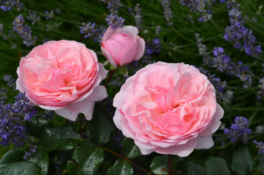 Darling® – NOACK Rosen