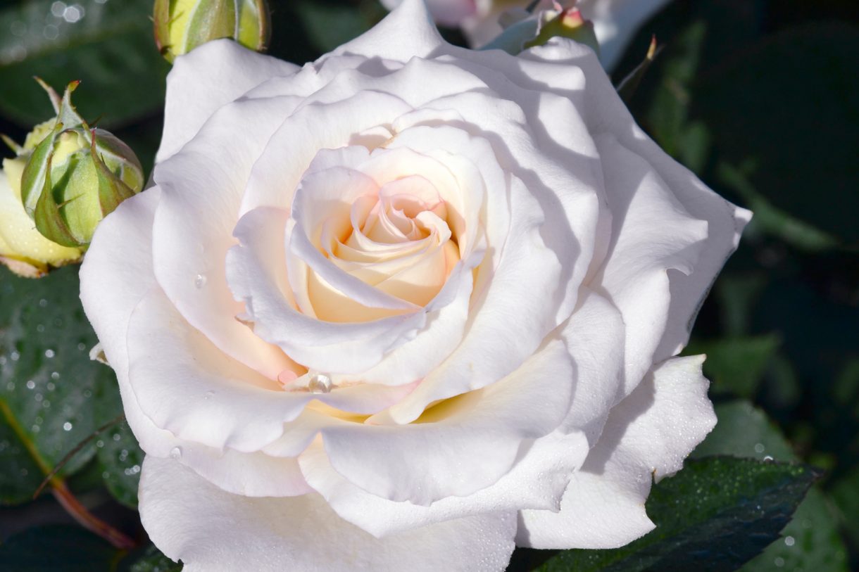 Neuheiten – NOACK Rosen