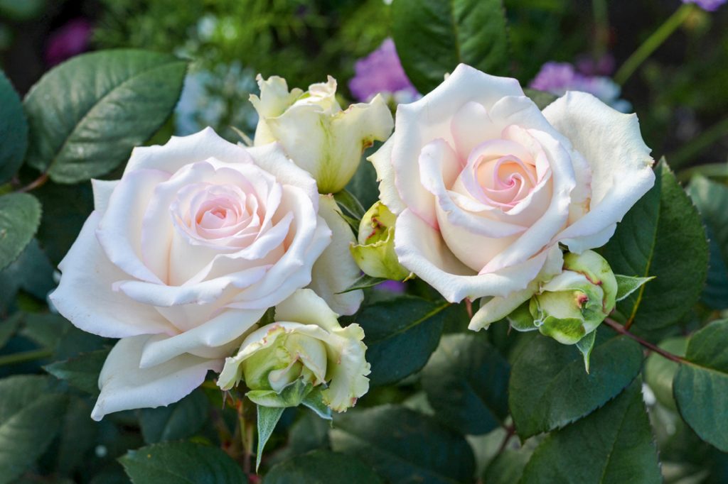 Certinia® – NOACK Rosen