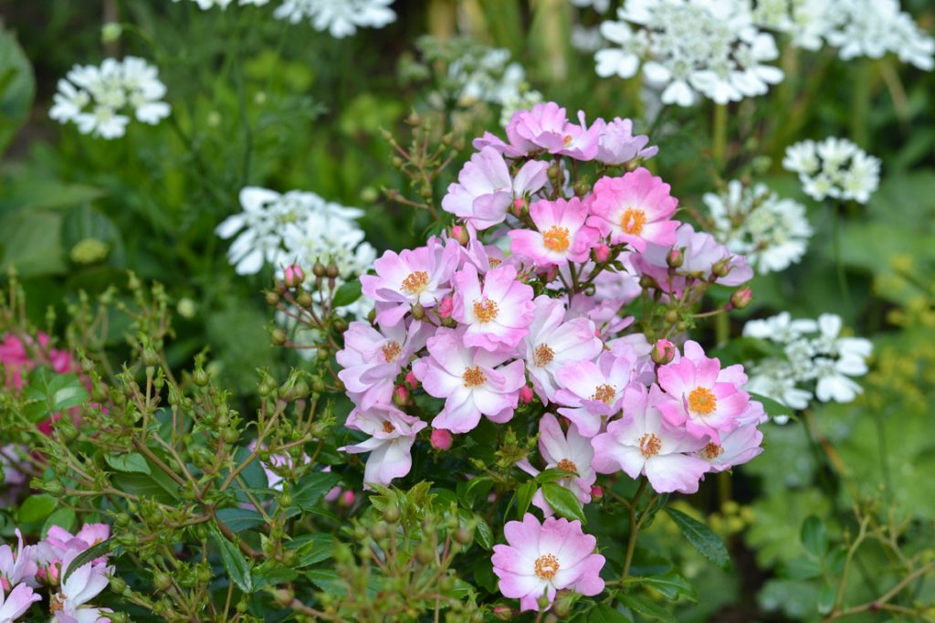 Feivel® – NOACK Rosen